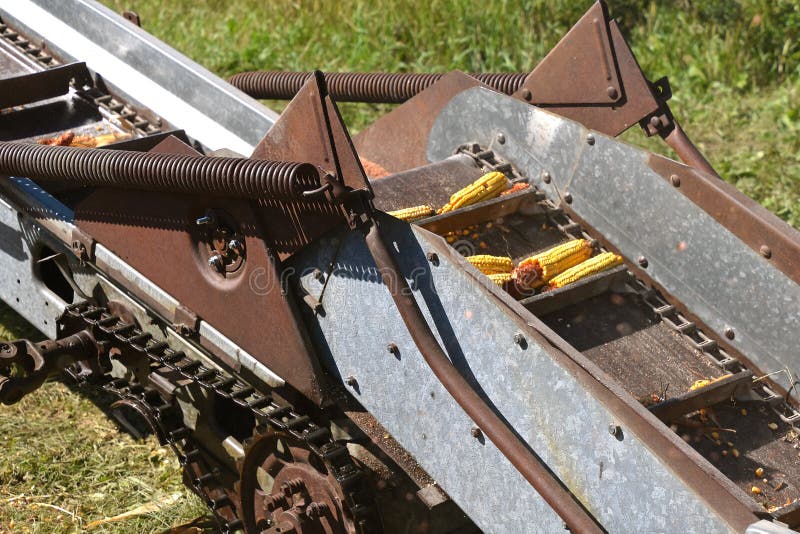 Corn Cobs Moving from Hopper To Elevator. Stock Photo - Image of steel ...