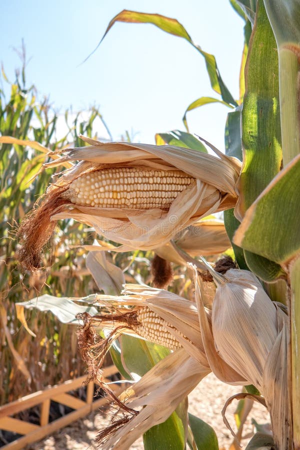 Corn Cobs in Corn Plantation Field Stock Photo - Image of agriculture ...