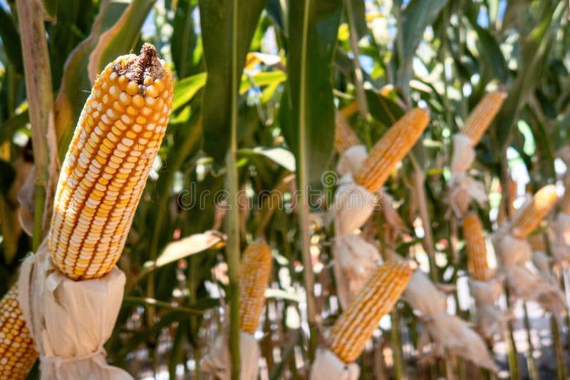 Corn Cobs in Corn Plantation Field Stock Image - Image of farmland ...
