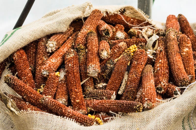 Corn Cobs Shelled of the Corn Stock Photo - Image of dried, vegetables ...