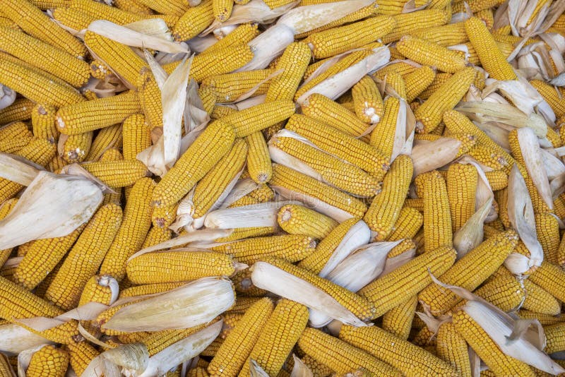 Corn cobs stacked stock image. Image of husk, sweetcorn - 312751051
