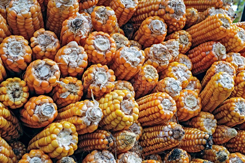 180 Popcorn Stacked Stock Photos - Free & Royalty-Free Stock Photos ...