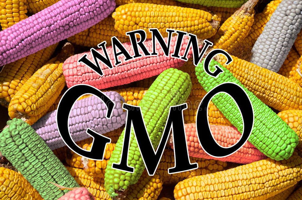 Corn cobs, symbolizing GMO stock image. Image of biology - 99145649