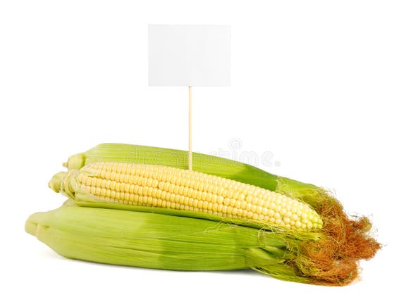 Corn cobs with tag stock photo. Image of husk, healthy - 25424272