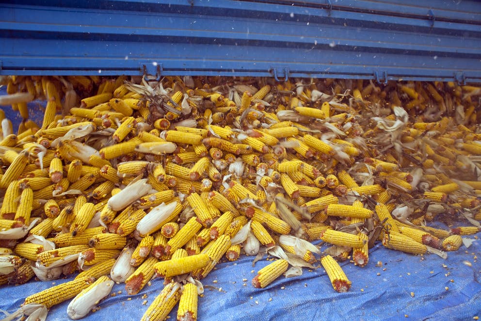 Corn Cobs from Tractor Trailer Stock Photo - Image of fall, cereal ...