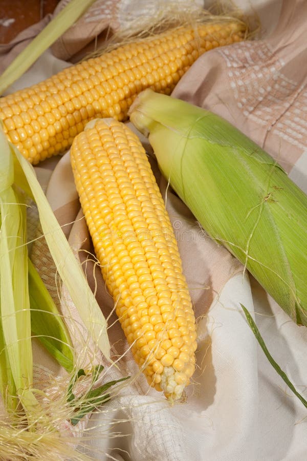 Corn stock image. Image of rustic, brown, style, harvest - 46049695