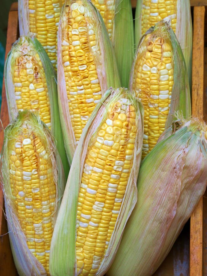 Corn cobs stock photo. Image of corn, nutrition, maize - 57814604