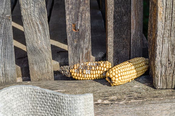 Corn Cobs in a Wooden Warehouse Stock Photo - Image of nature ...