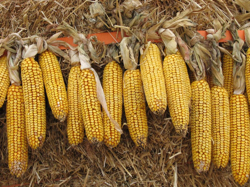 Corn cobs stock image. Image of straw, harvesting, hanging - 56344895