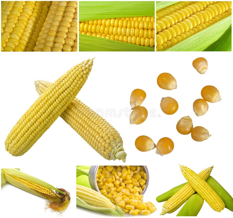 Corn collage stock photo. Image of white, popcorn, farm - 21191086