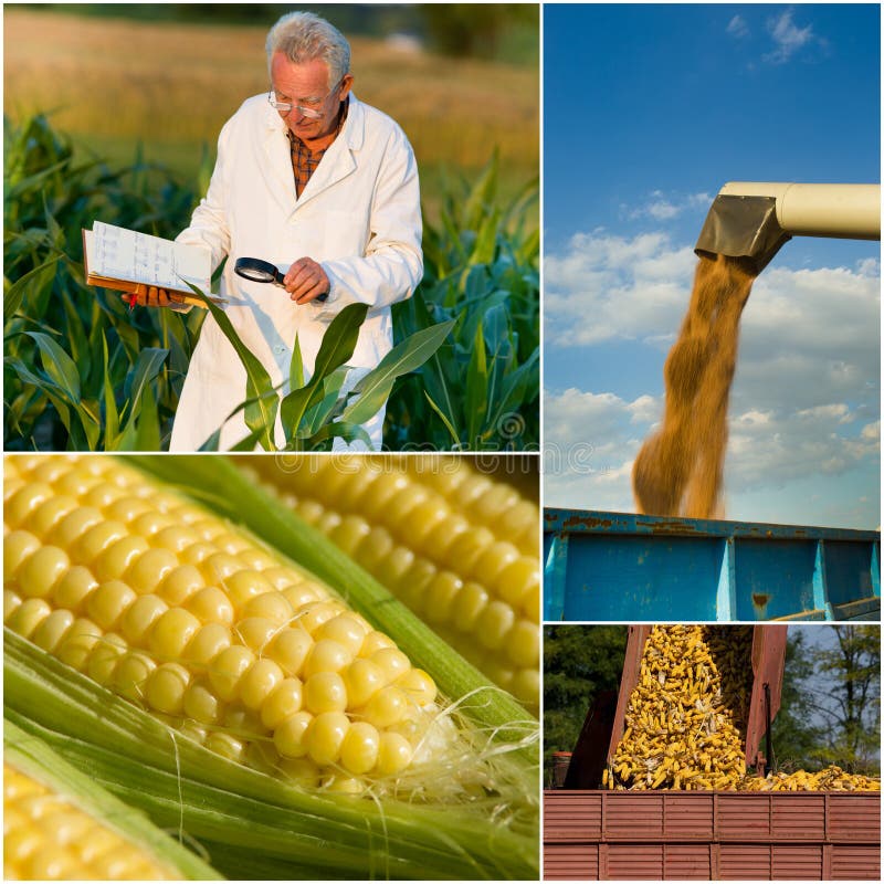 Corn collection stock photo. Image of farm, landscape - 45568106