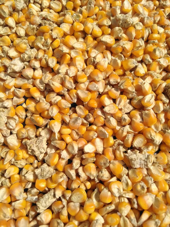 The Corn.the Collection of Corn Seed Organic Corn,Whole Kernel,Yellow ...