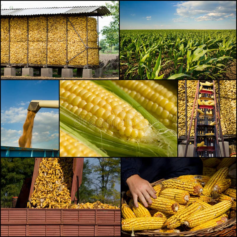 Corn collection stock image. Image of equipment, farm - 45568103