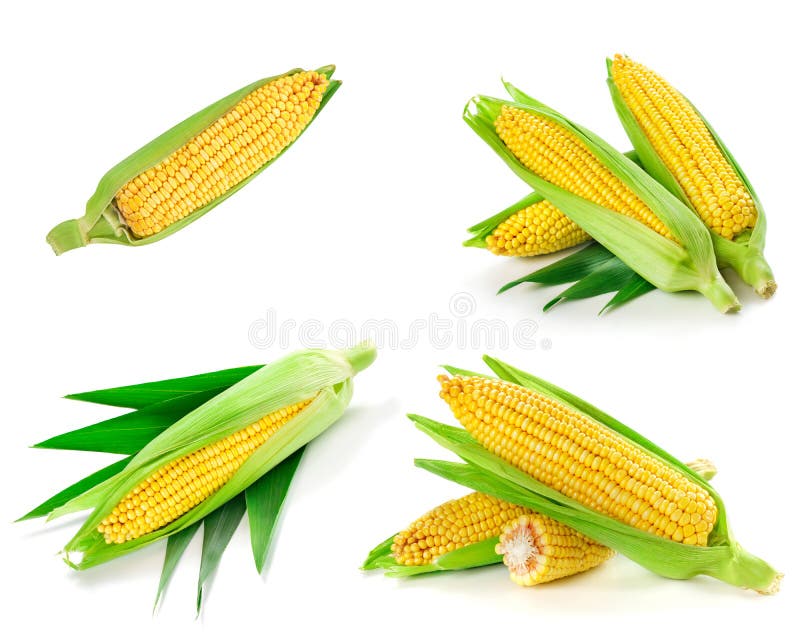 Corn collection isolated stock photo. Image of grain - 88434588