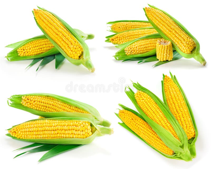 Corn collection isolated stock photo. Image of maize - 85236414