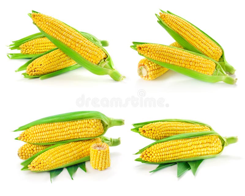 Corn collection isolated stock photo. Image of grain - 85228874