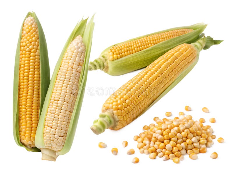 Corn Collection on White Background Stock Illustration - Illustration ...