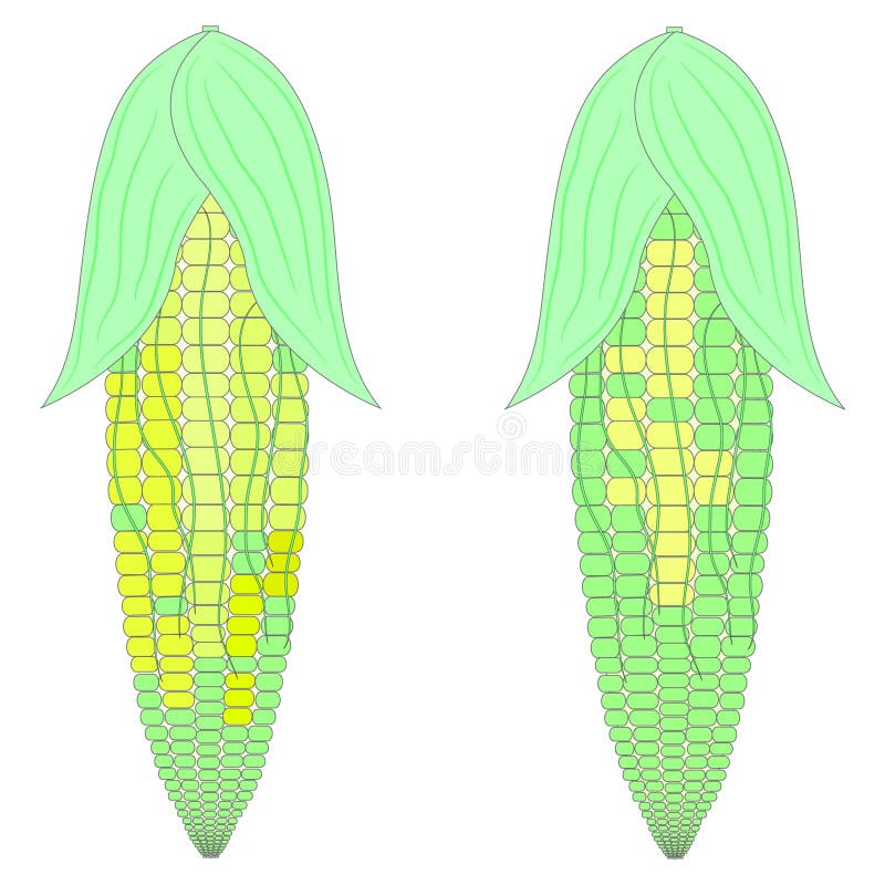 Corn vector color stock vector. Illustration of merry - 91842351