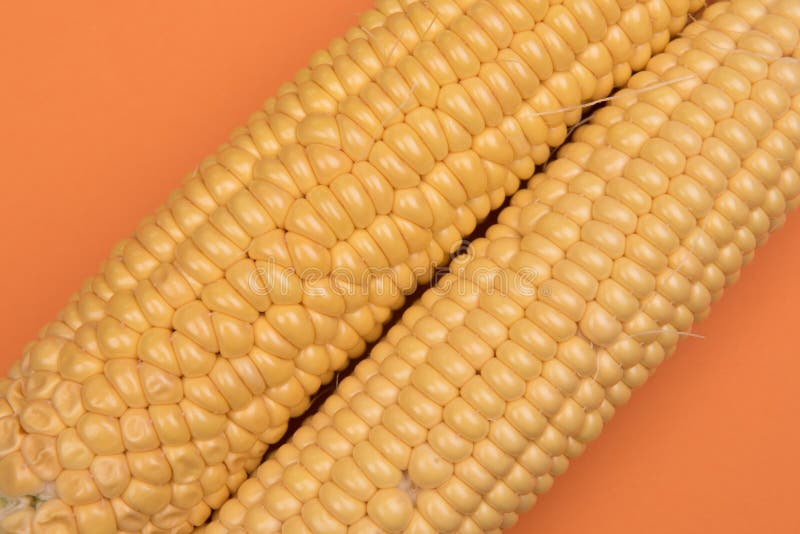 Corn on a Colored Background Stock Image - Image of golden, backgrounds ...