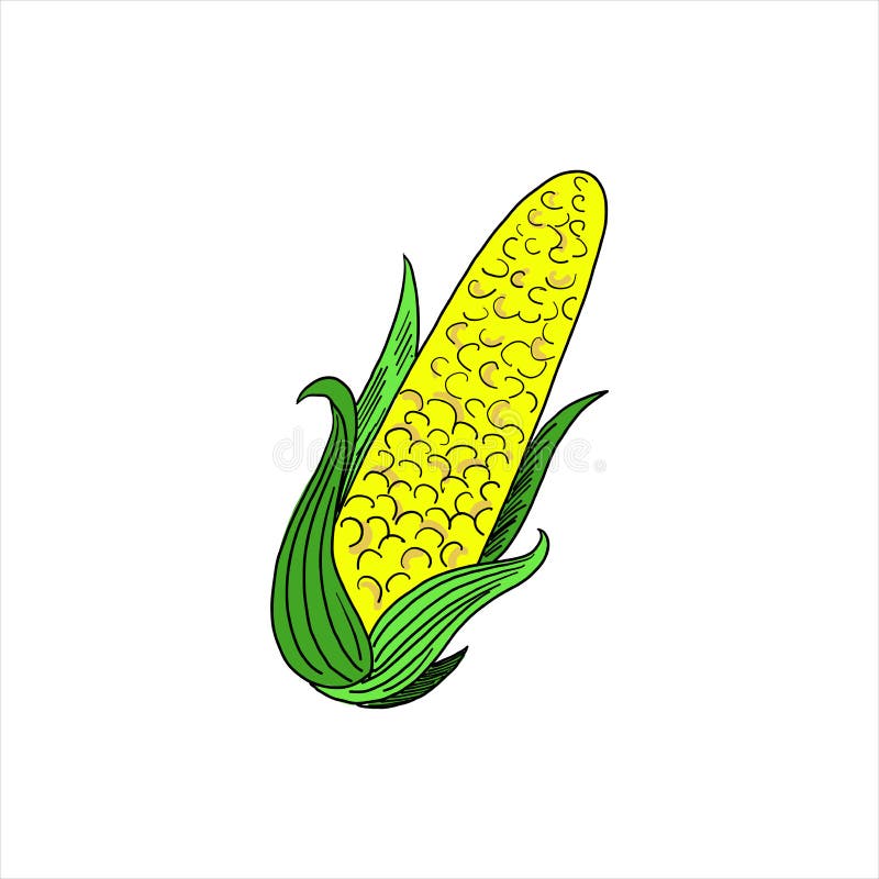 Corn. Colored Simple Doodle Stock Vector - Illustration of white ...