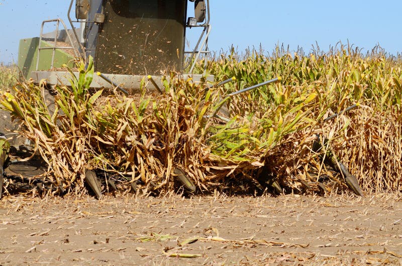 Feed Corn stock image. Image of agricultural, harvester - 32523945