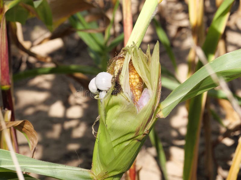 Corn cone with sporangia stock image. Image of food - 255485247