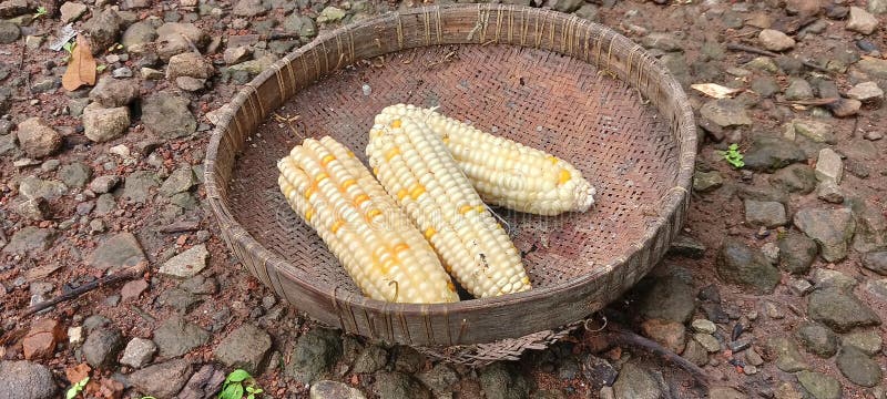 Corn in a Container Made of Woven Bamboo Stock Photo - Image of corn ...