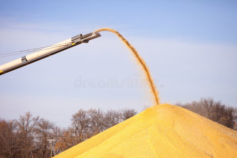 Corn conveyor stock photo. Image of grain, mountain, horizontal - 13250222