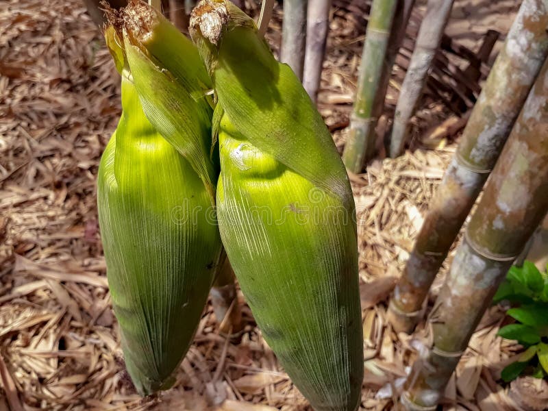Corn stock image. Image of trees, corn, vegetarian, bamboo - 130671453