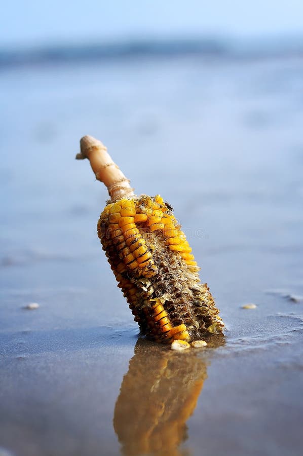 Corn stock photo. Image of sand, corn, sunset, beach - 173393780