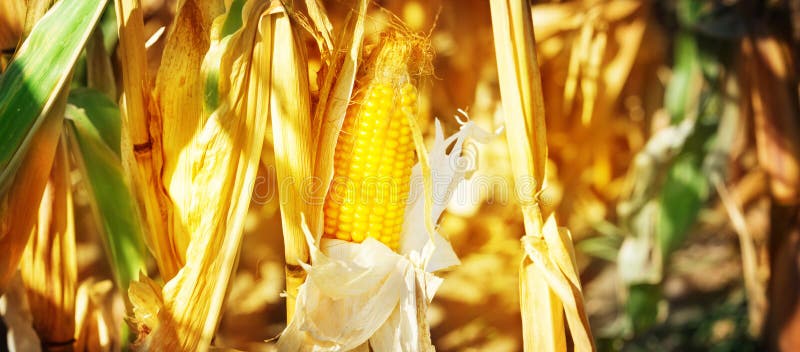 Corn, Corn on the Cob, Sunshine Stock Photo - Image of panorama ...