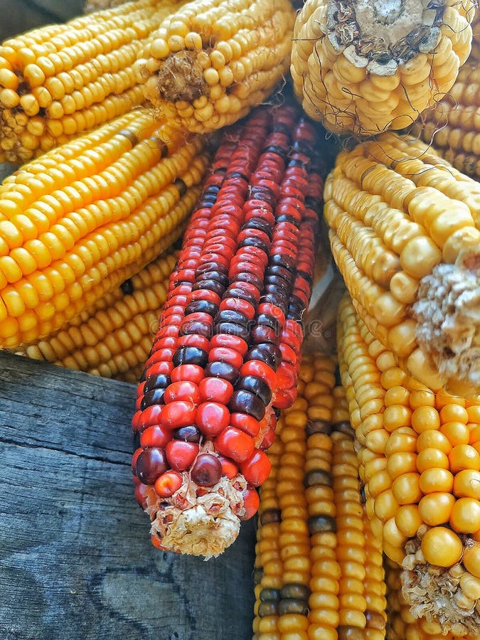 Corn stock photo. Image of vegetable, food, breakfast - 253619074