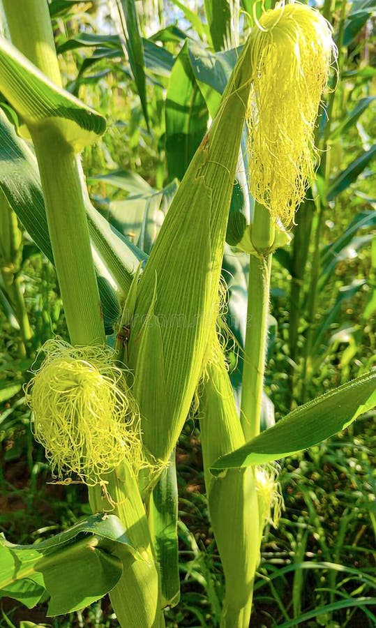 Corn Corn Field Corn Red Corn Yellow Corn White Corn Stock Photo ...