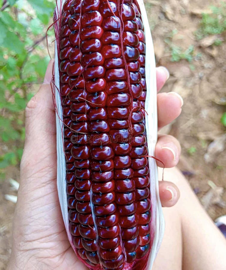 Corn Corn Field Corn Red Corn Yellow Corn White Corn Stock Image ...