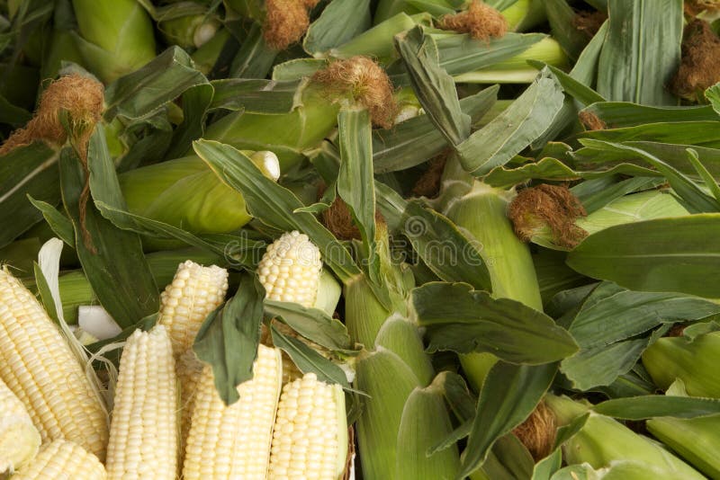 Corn and Corn Husks stock photo. Image of harvest, vegetable - 26021688
