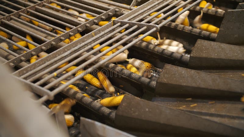 Corn. Corn Processing Factory. Close-up. Automated Process of Cleaning ...
