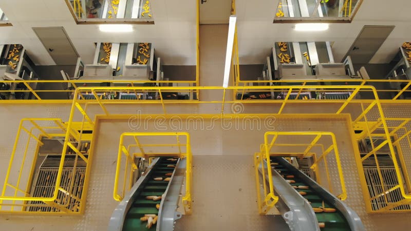 Corn. Corn Seeds Production. Corn Processing Factory. an Enterprise for ...