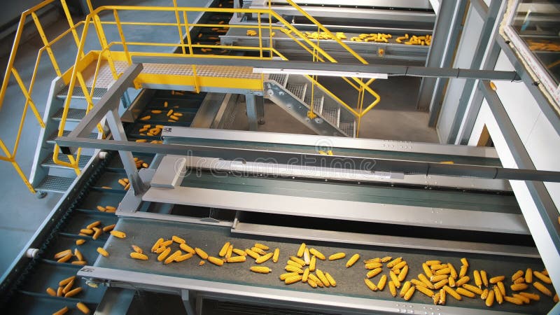 Corn. Corn Seeds Production. Corn Processing Factory. an Enterprise for ...