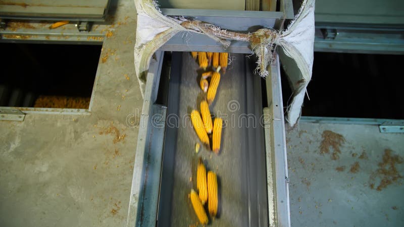 Corn. Corn Seeds Production. Corn Processing Factory. an Enterprise for ...