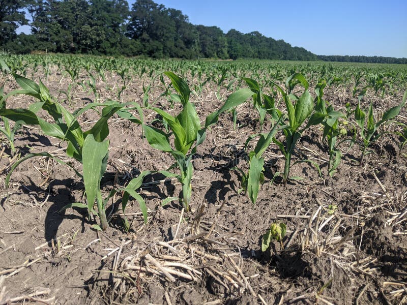 Corn. Corn Stalks Rise Under a Positive Spring Sky Stock Photo - Image ...