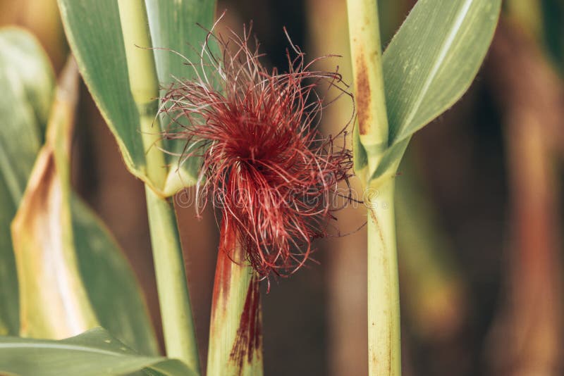 Corn, Cornfield, Agriculture, Season, Harvest, Cobs, August Stock Image ...