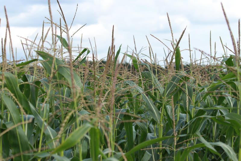 Corn, Cornfield, Agriculture, Season, Harvest, Cobs, August Stock Image ...