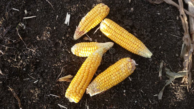 Corn stock image. Image of england, field, cornmaze - 142867453