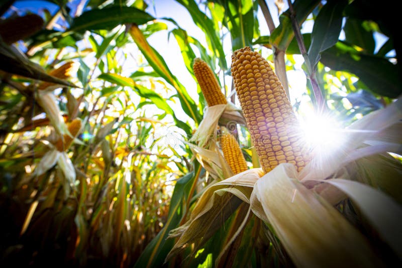 Corn on a Cornfield before Harvest Stock Image - Image of corncob ...