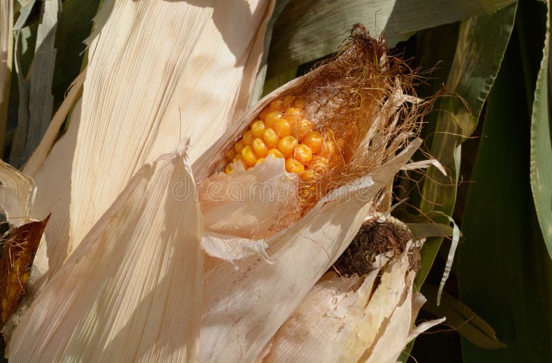 Corn on cornstalk stock image. Image of rural, organic - 78588745