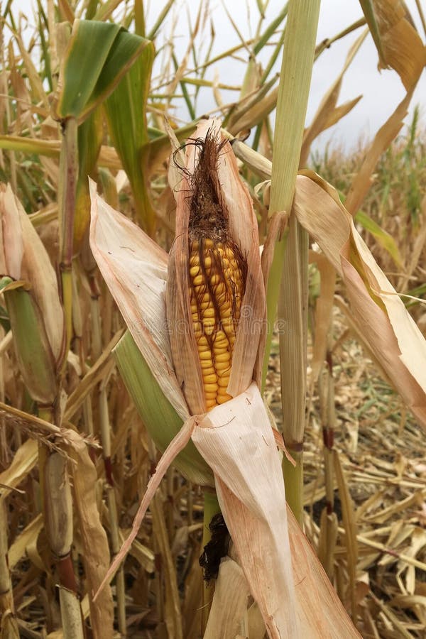Corn on cornstalk stock photo. Image of cornstalk, fall - 128260292