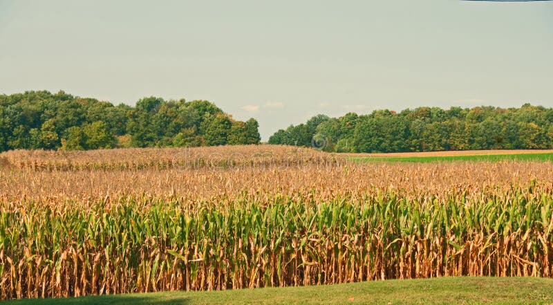 Corn Country stock photo. Image of michigan, stalks - 200828880