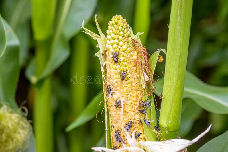 Corn Covered with Flesh Flies Stock Image - Image of green, failure ...