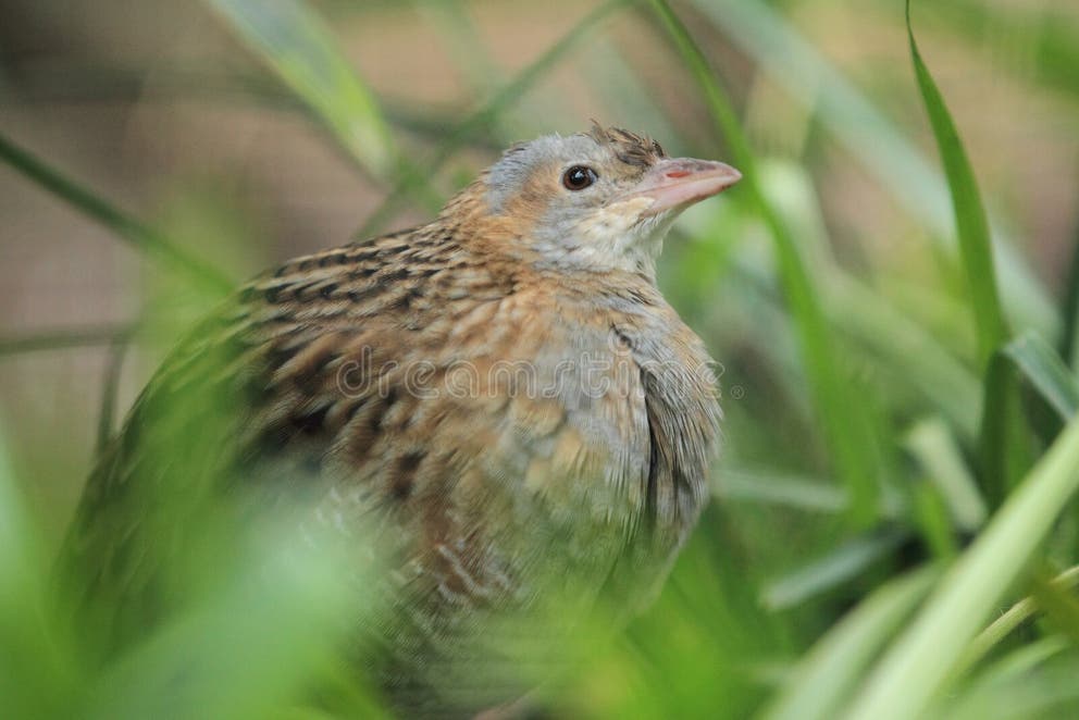 Corn crake stock photo. Image of detail, corncrake, bird - 28410642