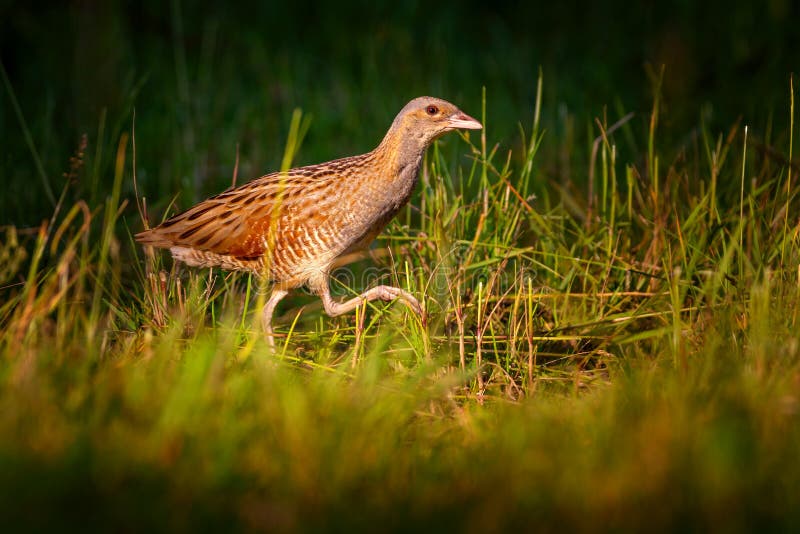 The Corn Crake, Corncrake or Landrail, Crex Crex is a Bird in the Rail ...